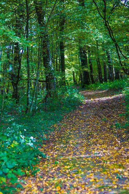 Nature Path Forest Free Photo On Pixabay