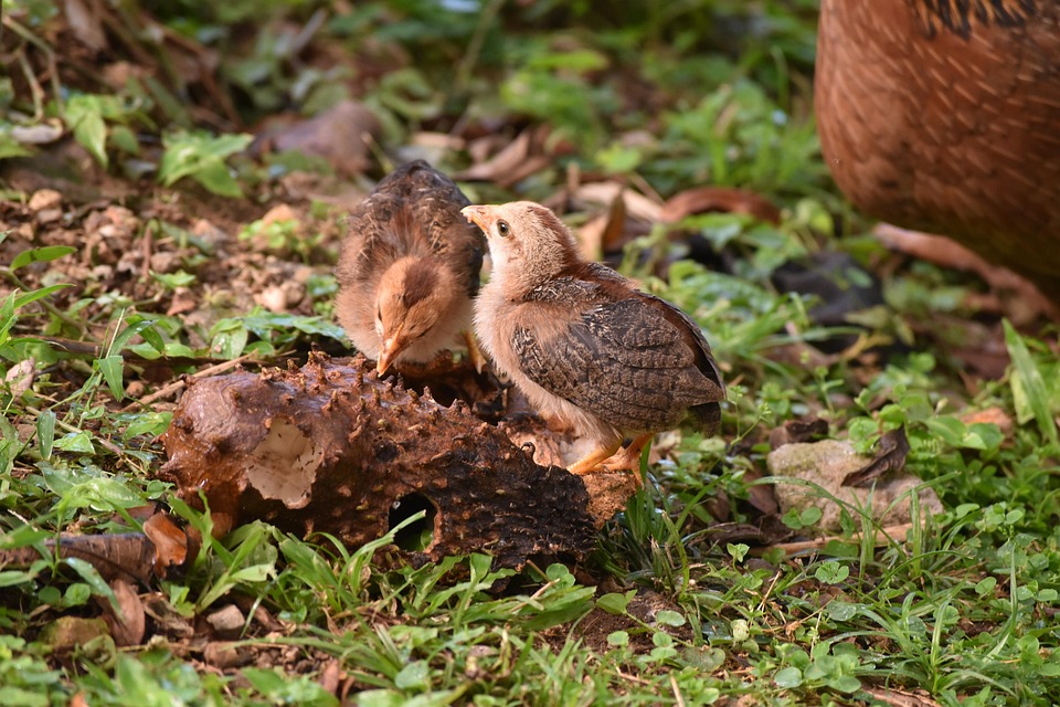 Nature Bird Ornithology - Free photo on Pixabay
