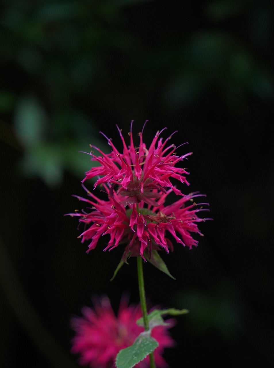 Flower Monarda Plant - Free photo on Pixabay