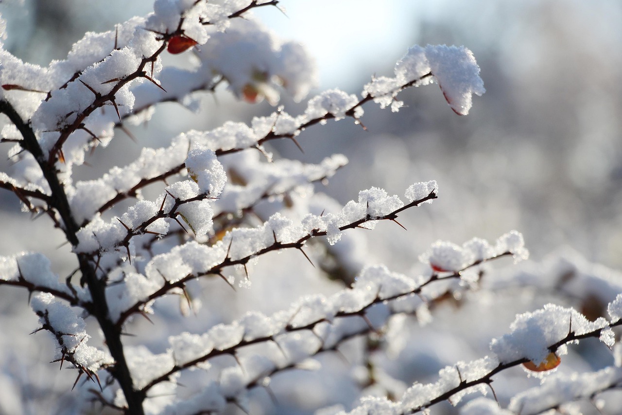 Winter Snow Twigs Close - Free photo on Pixabay