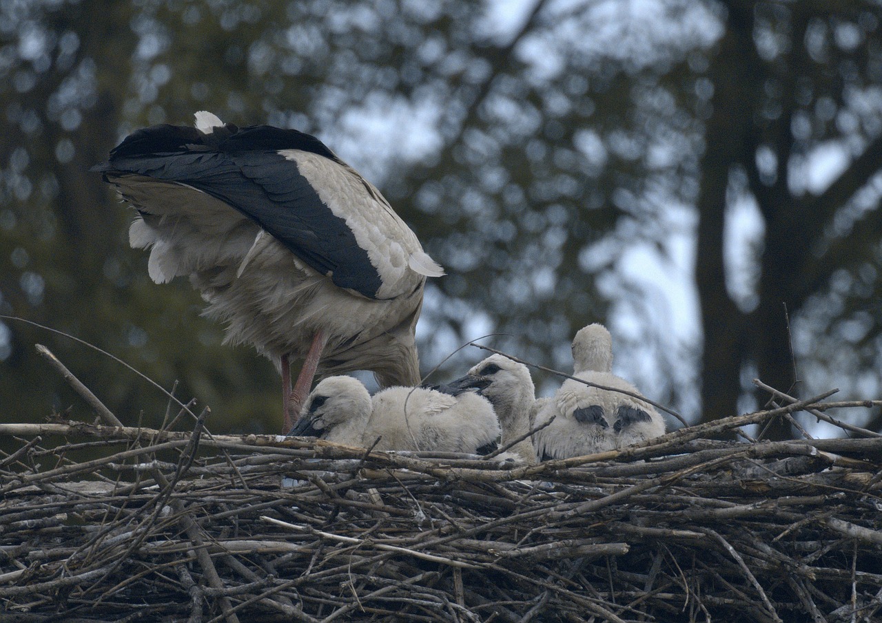 Bird Stork Ornithology - Free photo on Pixabay - Pixabay