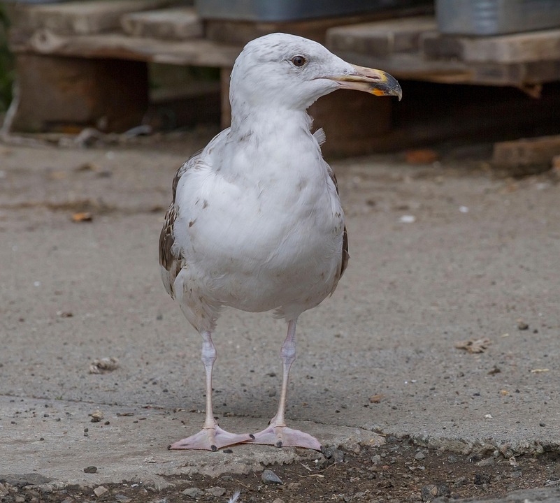 Bird Gull Ornithology - Free photo on Pixabay - Pixabay