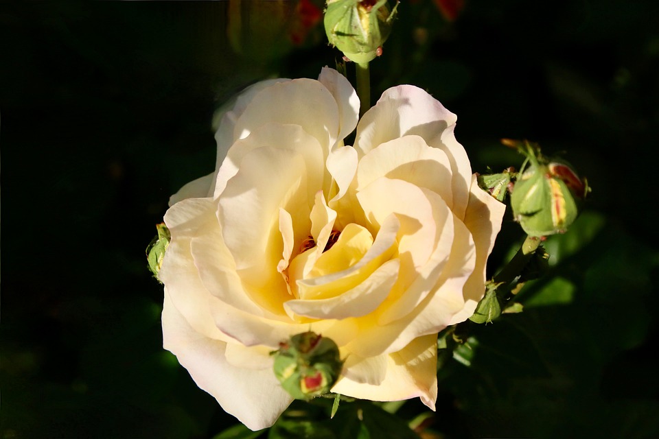 Flower Botany Rose Yellow - Free photo on Pixabay
