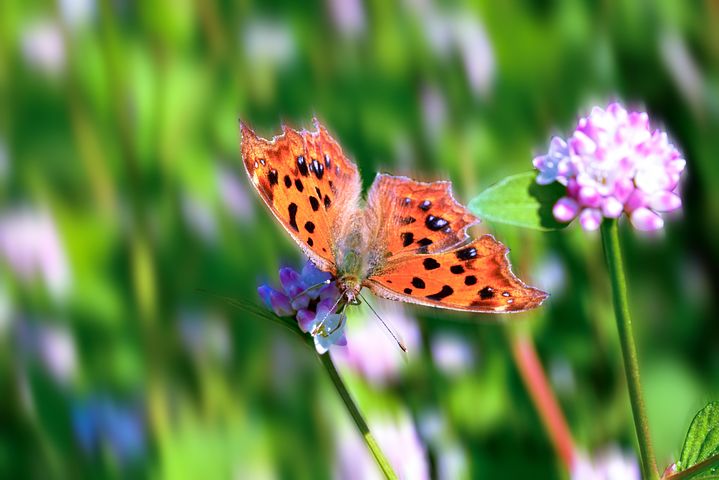20+ Free Leopard Butterfly & Butterfly Images - Pixabay
