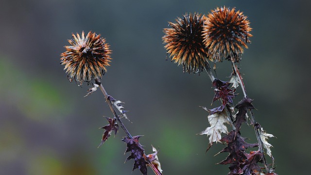 Winter Wildflowers Garden - Free photo on Pixabay