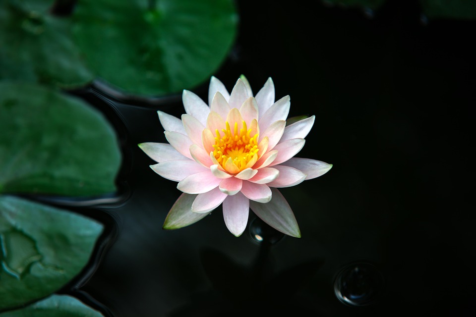 Waterlily Lotus Flower Aquatic - Free photo on Pixabay