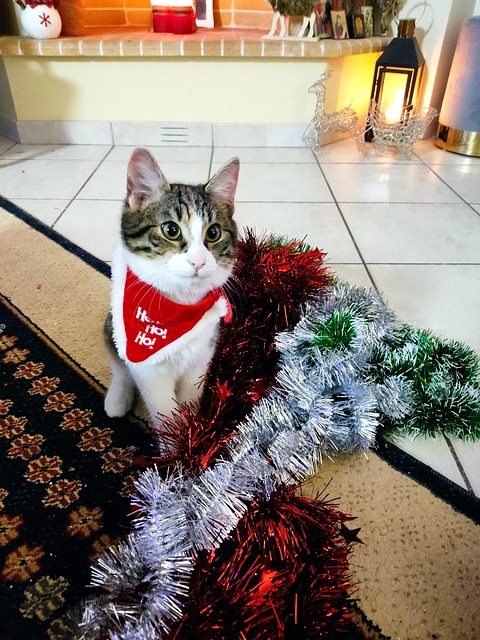 Natal Gato Bonitinho Amo - Foto gratuita no Pixabay - Pixabay