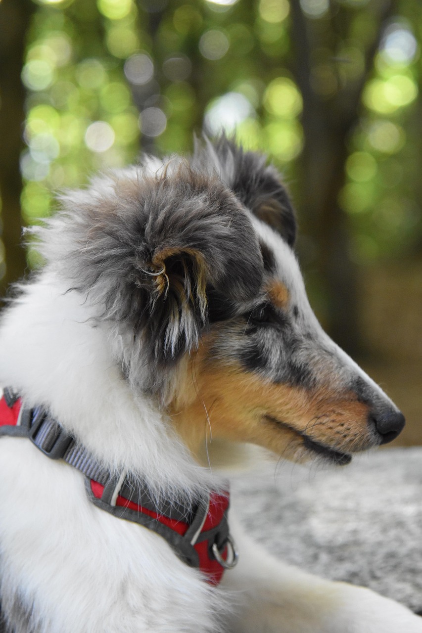 Dog Shetland Sheepdog Animal - Free photo on Pixabay