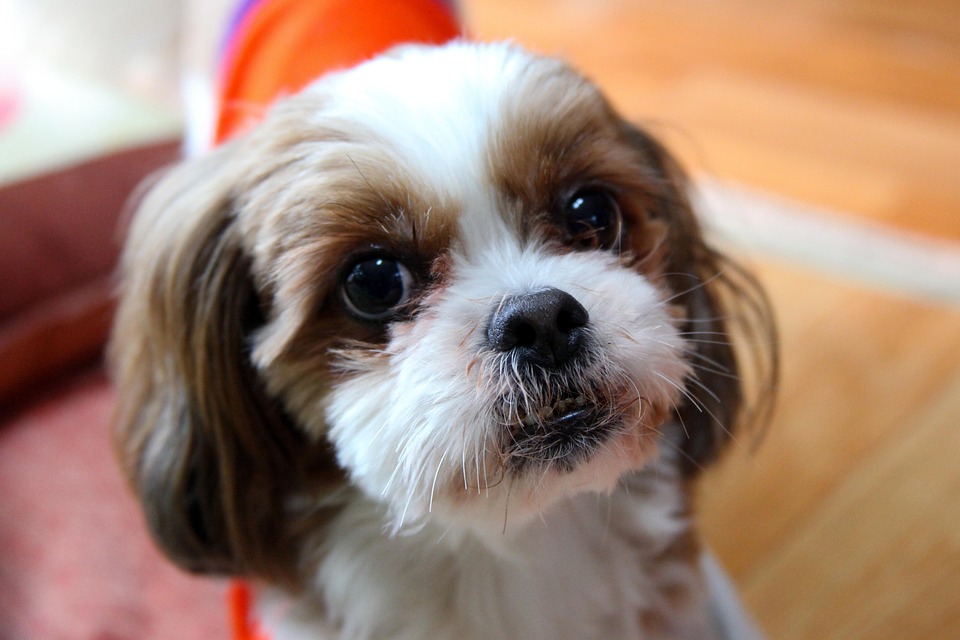 Dog Pet Canine - Free photo on Pixabay