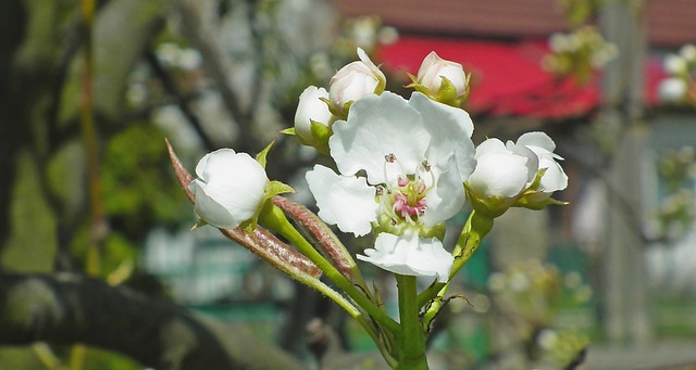 Flowers Pear Tree Asian - Free photo on Pixabay