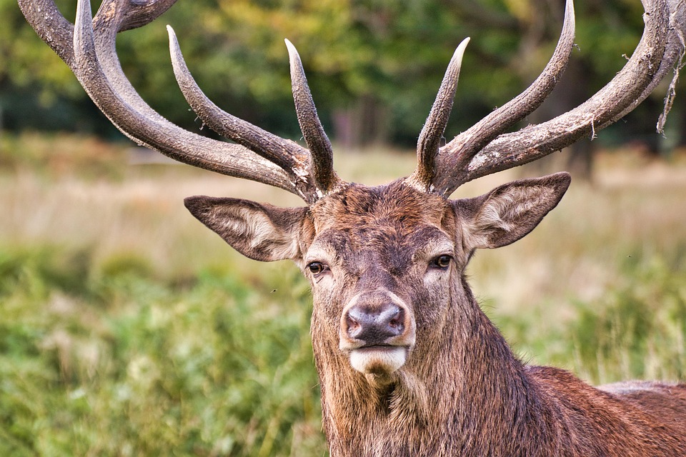 Deer Mammal Animal - Free photo on Pixabay