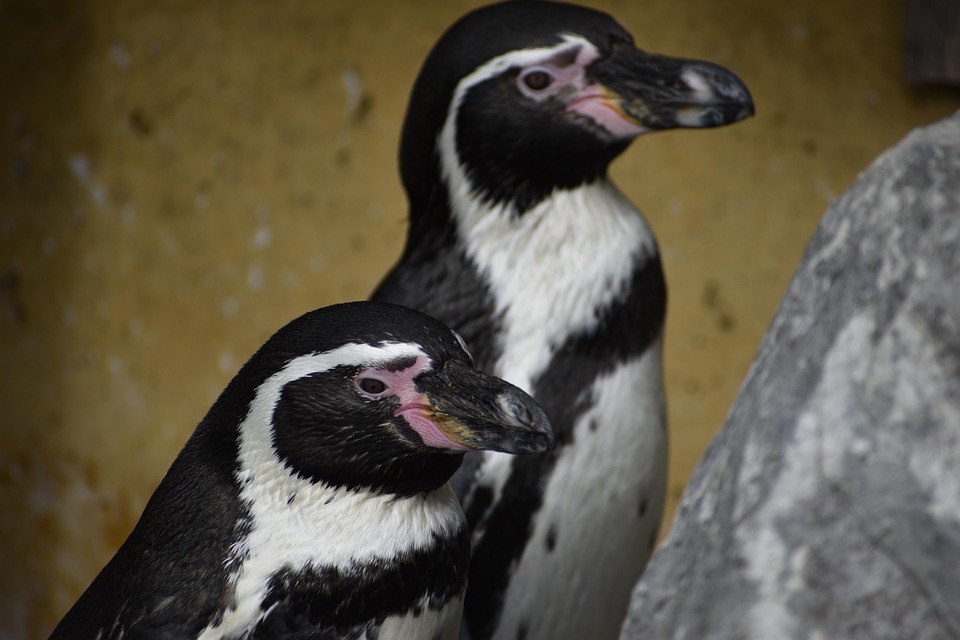 Humboldt Penguins Pacific - Free photo on Pixabay