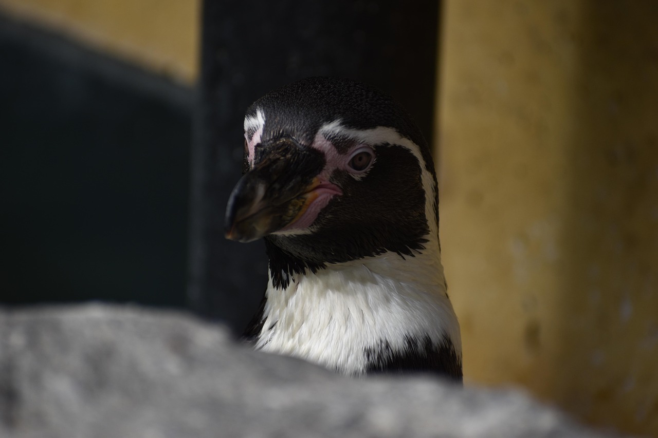 Pinguim Humboldt Pássaro - Foto gratuita no Pixabay - Pixabay