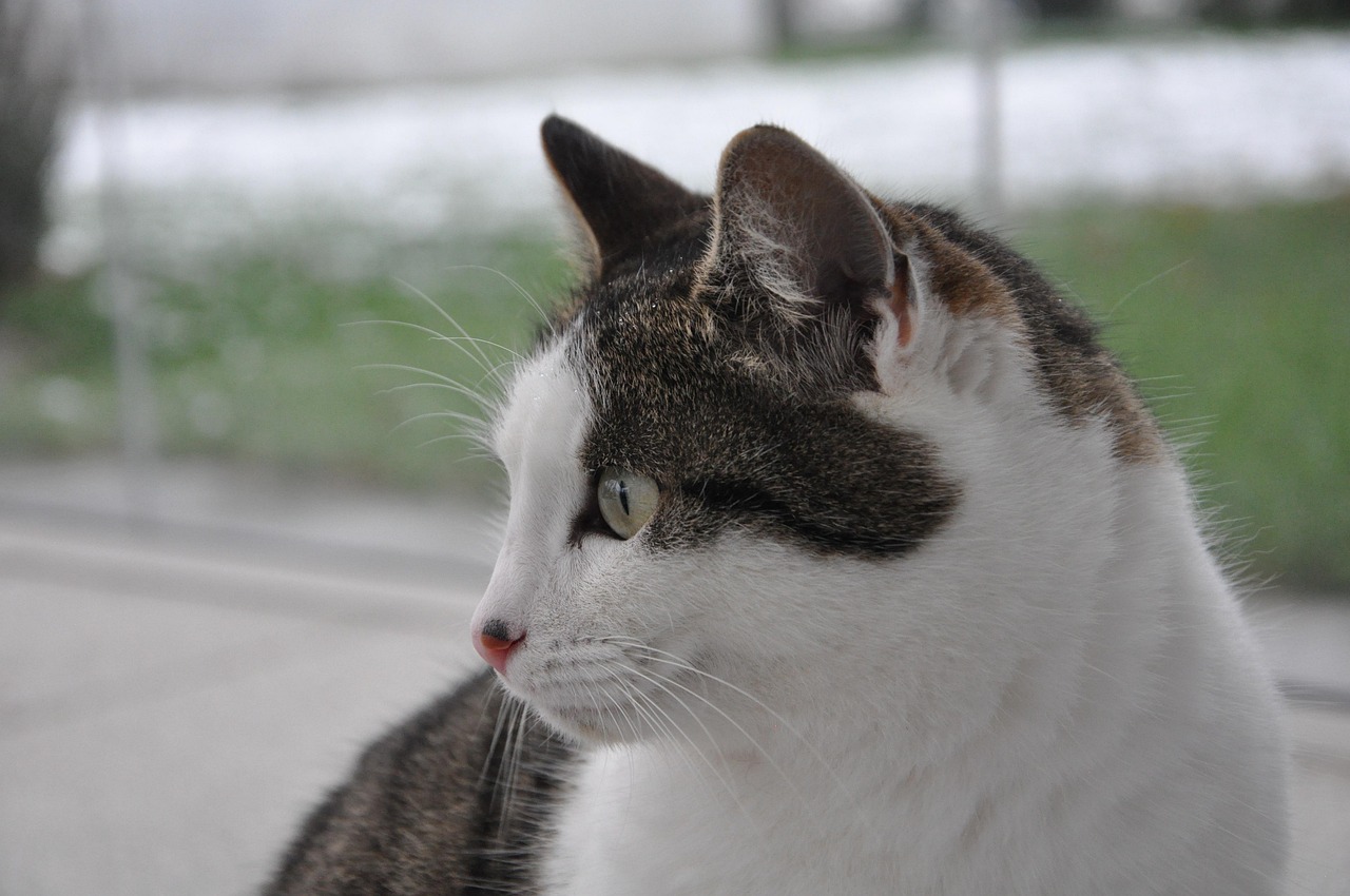 Cat Animal Nature - Photo gratuite sur Pixabay - Pixabay