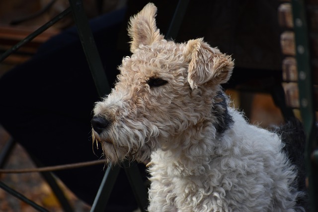 Cachorro Fox Terrier Animais - Foto gratuita no Pixabay - Pixabay