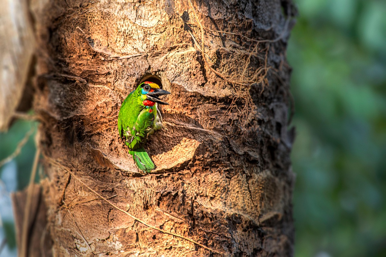 Red-Throated Barbet Bird Animal - Free photo on Pixabay