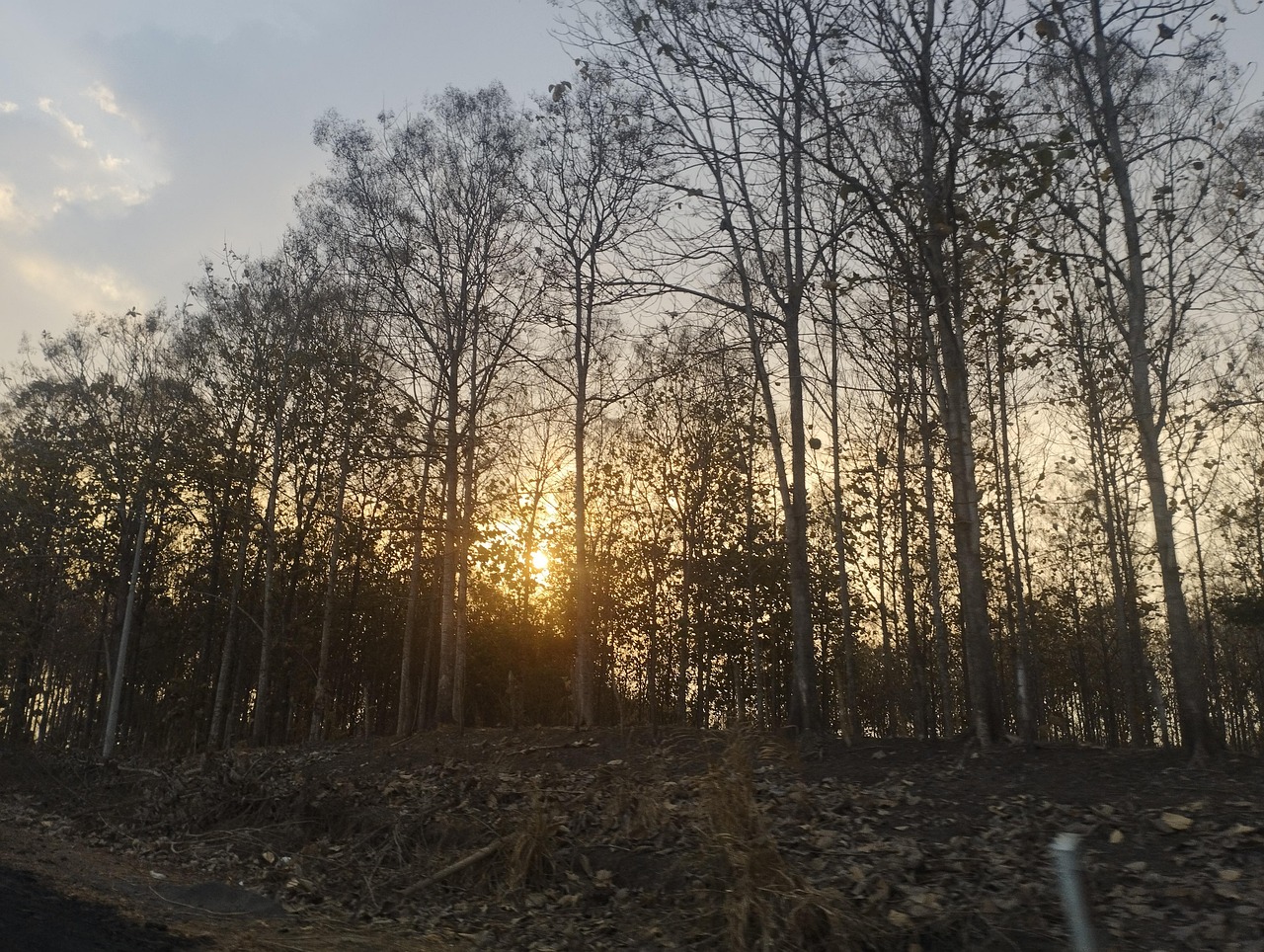 Nature Forest Field - Free photo on Pixabay - Pixabay