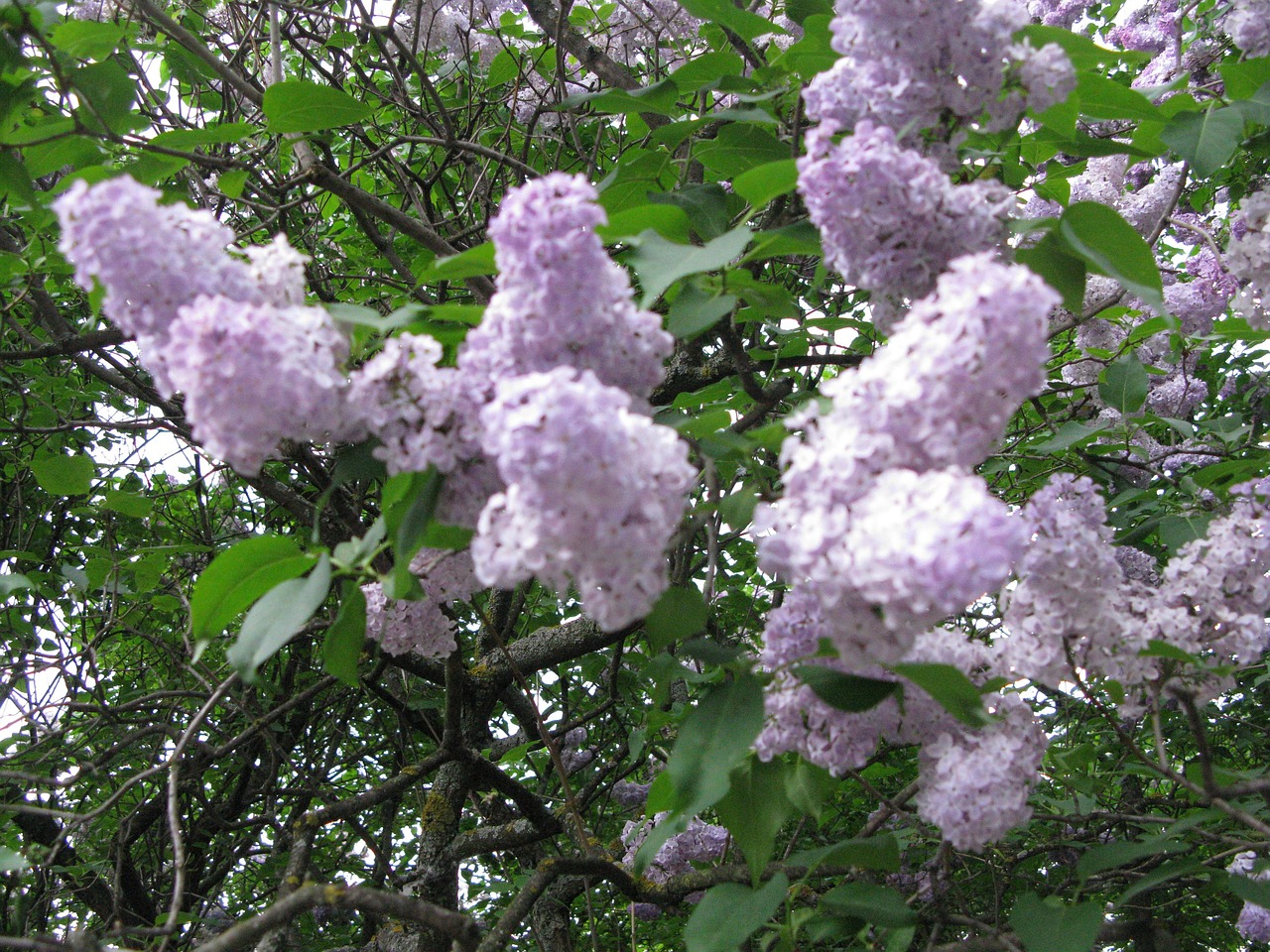 Lilac Flowers Nature - Free photo on Pixabay