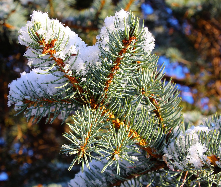 Spruce Snow - Free photo on Pixabay - Pixabay