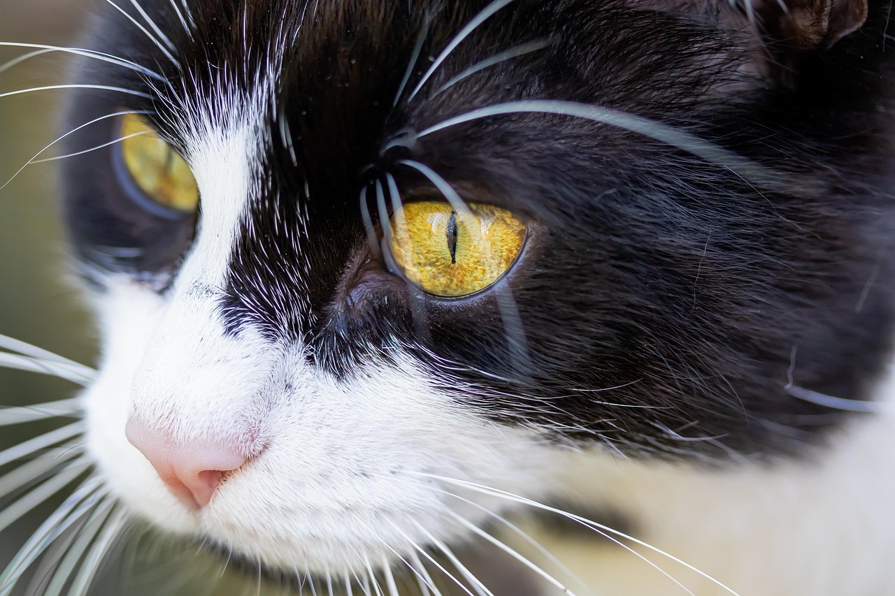 Cat Whiskers Eyes Domestic - Free photo on Pixabay