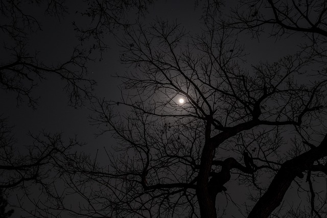 Dark Night View Tree - Free photo on Pixabay