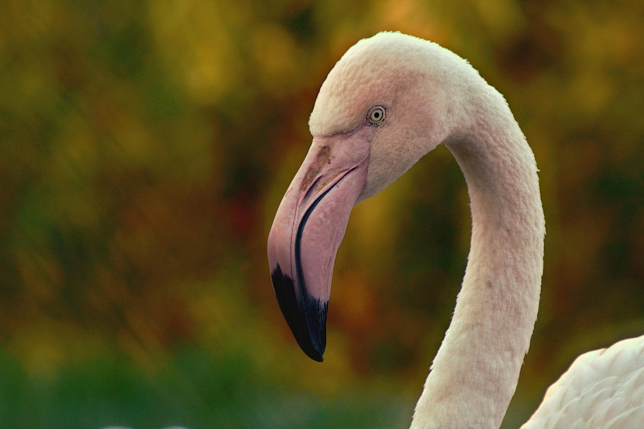 Bird Flamingo Feather - Free photo on Pixabay - Pixabay