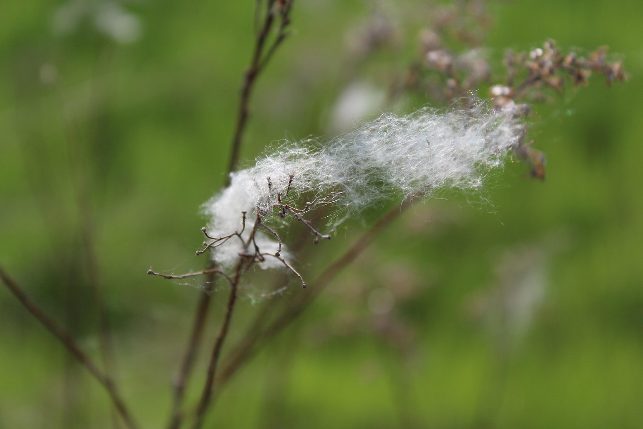 Sprig Stalk Fluff - Free photo on Pixabay - Pixabay