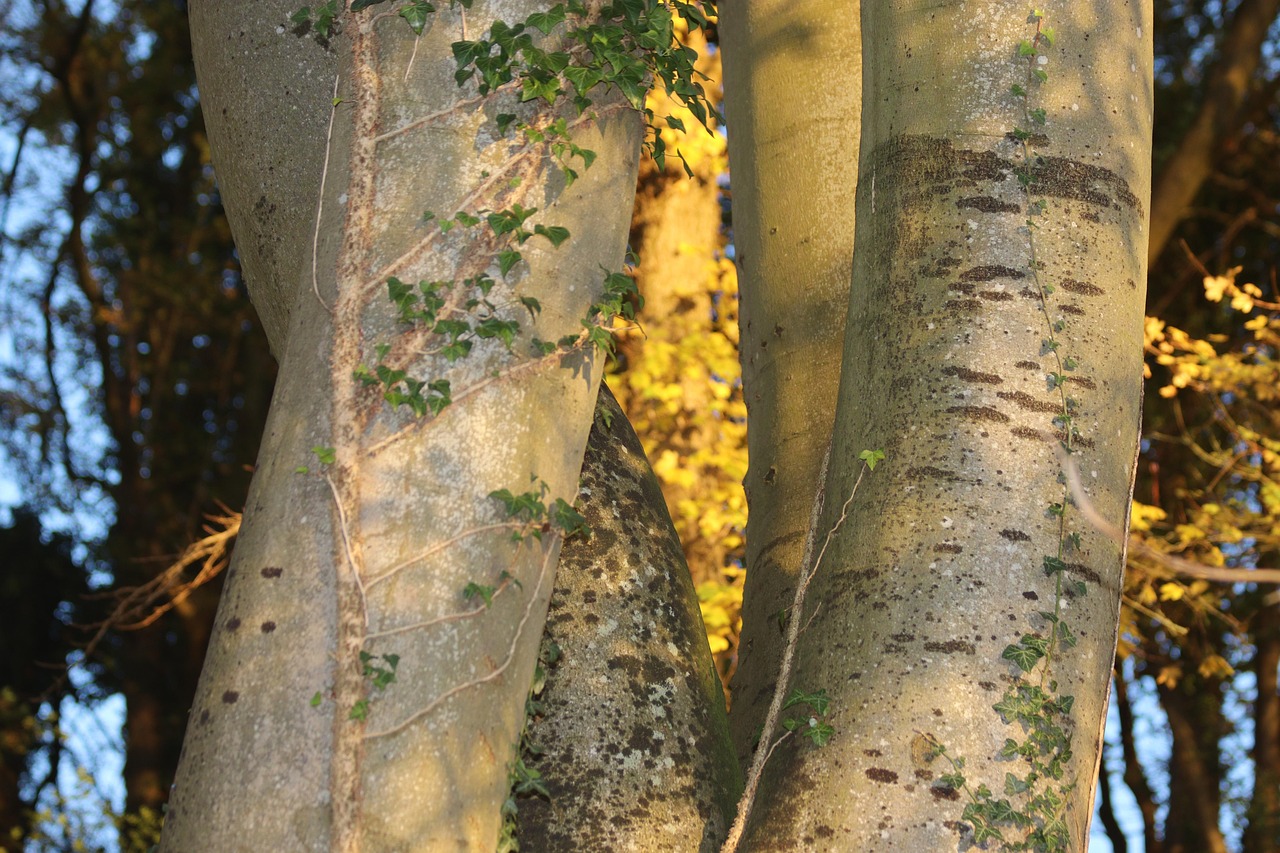 Bois Les Troncs - Photo gratuite sur Pixabay - Pixabay