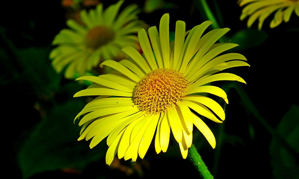 Flores Amarillo Jardín - Foto gratis en Pixabay