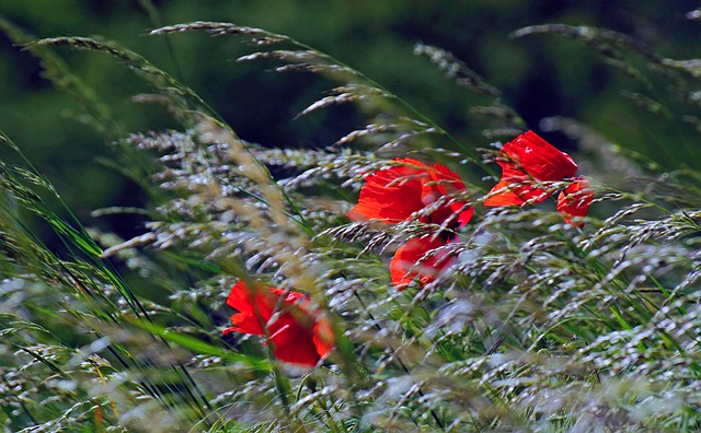 Flowers Poppy Grass - Free photo on Pixabay