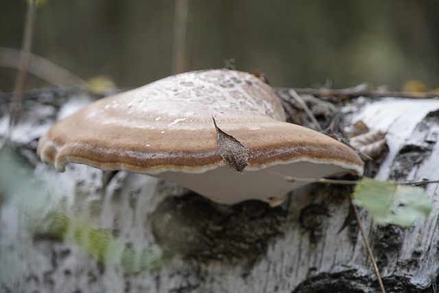 Piptoporus Betulinus Polypore Du - Photo gratuite sur Pixabay - Pixabay