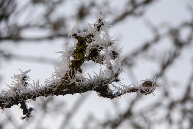 Iced Branch Tree Winter Tauber - Free photo on Pixabay - Pixabay