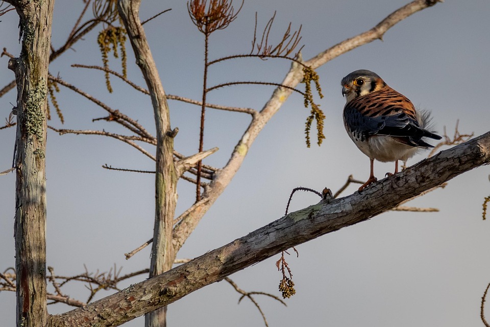 American Kestrel Small Falcon Bird - Free photo on Pixabay
