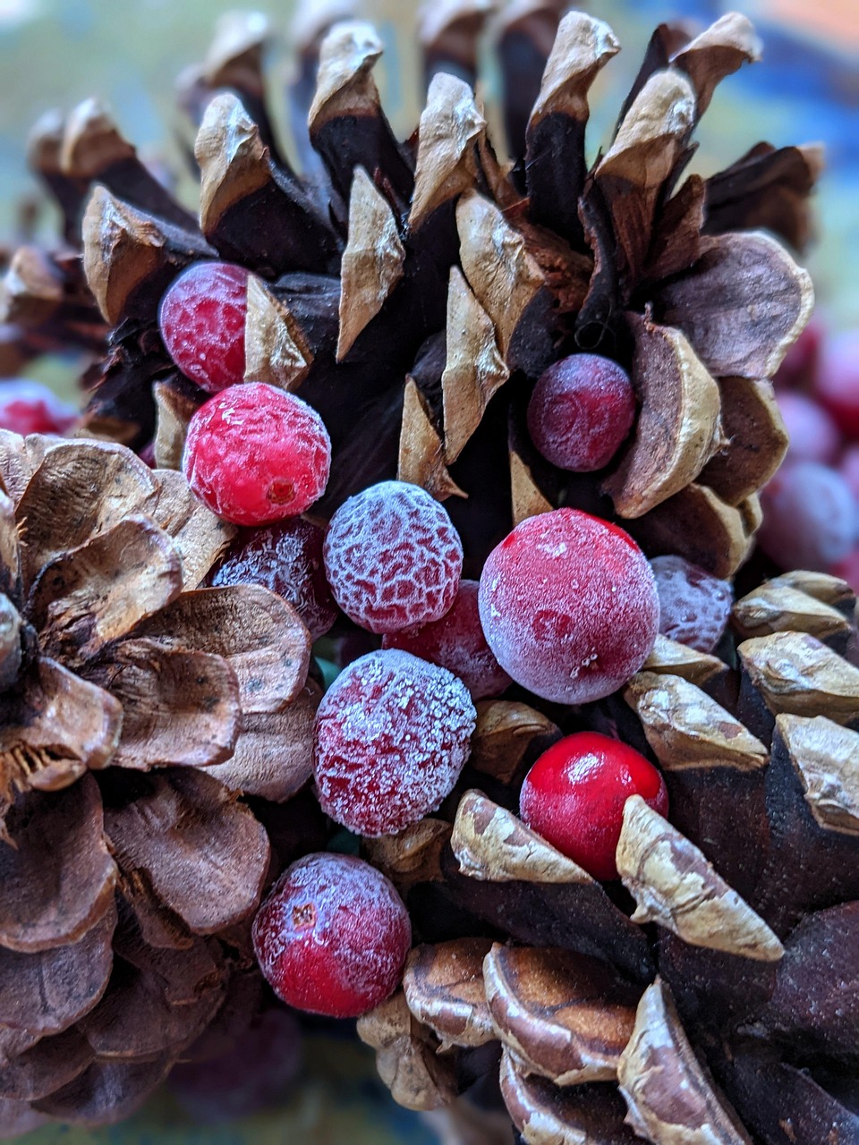 Berries Frost Pine Cones - Free photo on Pixabay - Pixabay