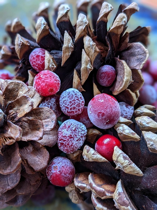 Berries Frost Pine Cones - Free photo on Pixabay - Pixabay