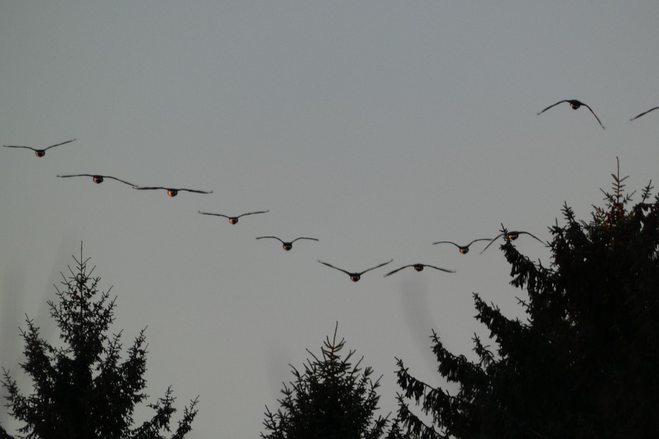 Bird Geese Flock Free Photo On Pixabay