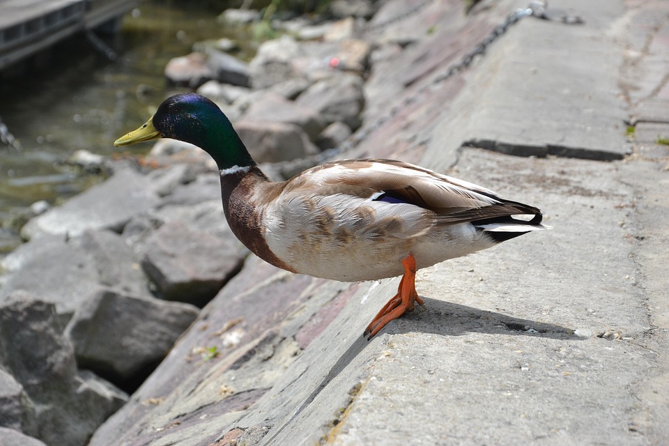 Pato Natureza Lago Animais - Foto gratuita no Pixabay - Pixabay