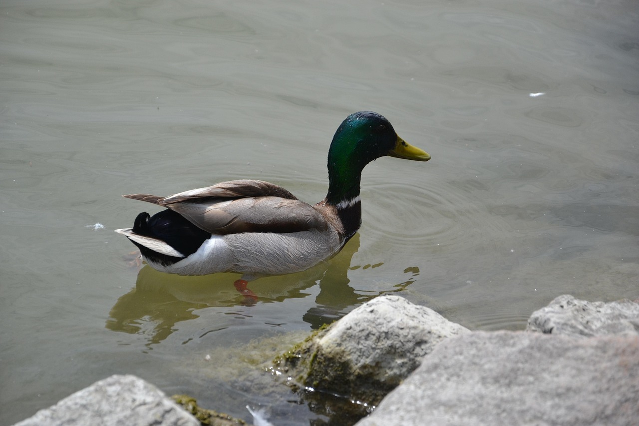 Pato Agua Lago - Foto gratuita no Pixabay - Pixabay