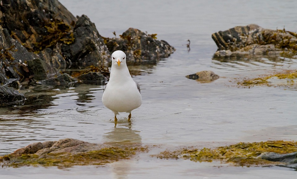 Pájaro Mar Gaviota - Foto gratis en Pixabay