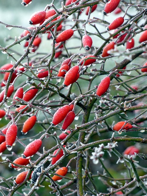 Fruta Rosas Silvestres Color - Foto gratis en Pixabay - Pixabay