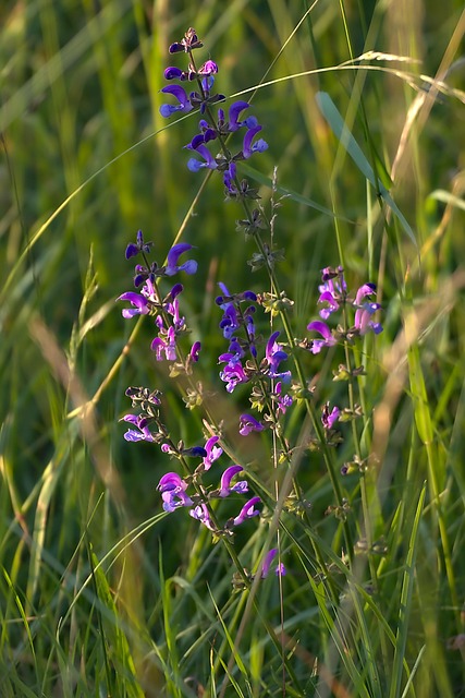 Flower Meadow Pasture - Free photo on Pixabay