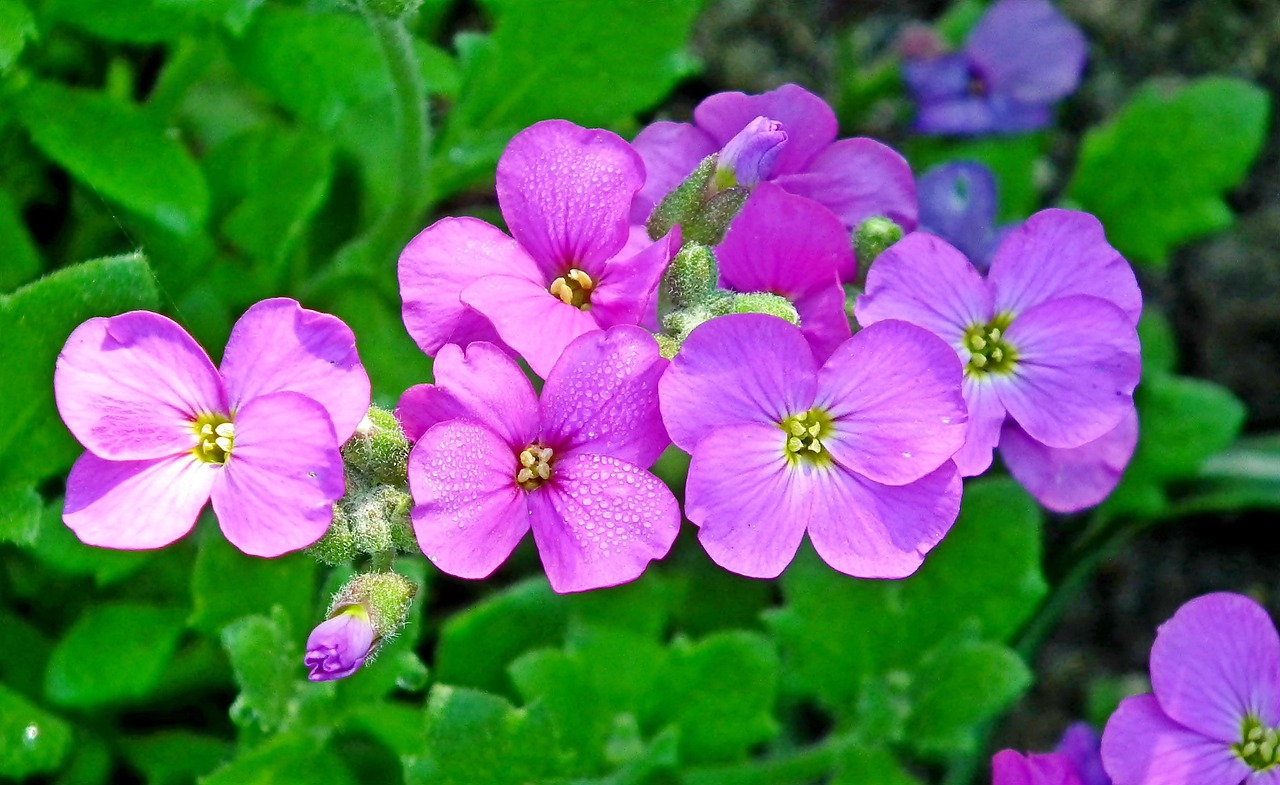 Flores Primavera Jardim - Foto gratuita no Pixabay - Pixabay