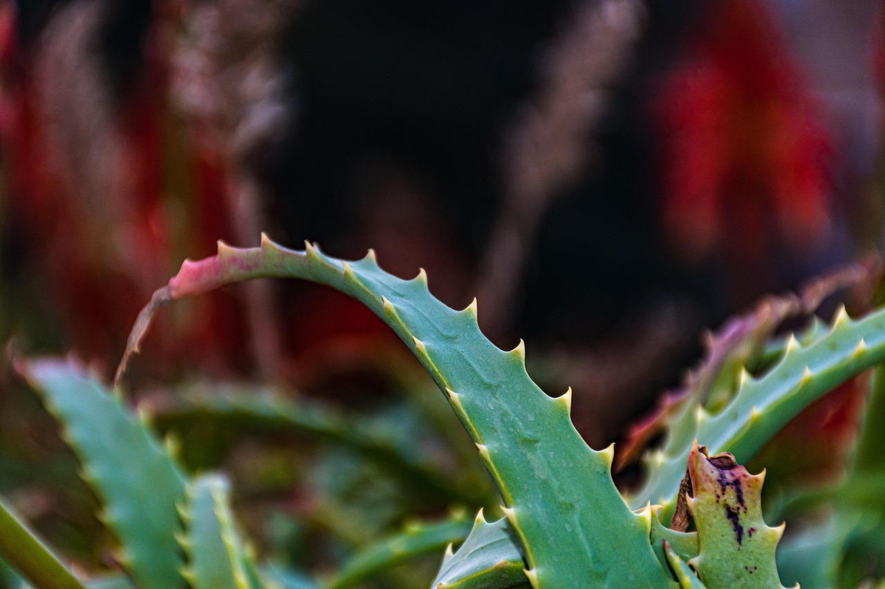 Planta De Aloe Áloe En Flor - Foto gratis en Pixabay - Pixabay