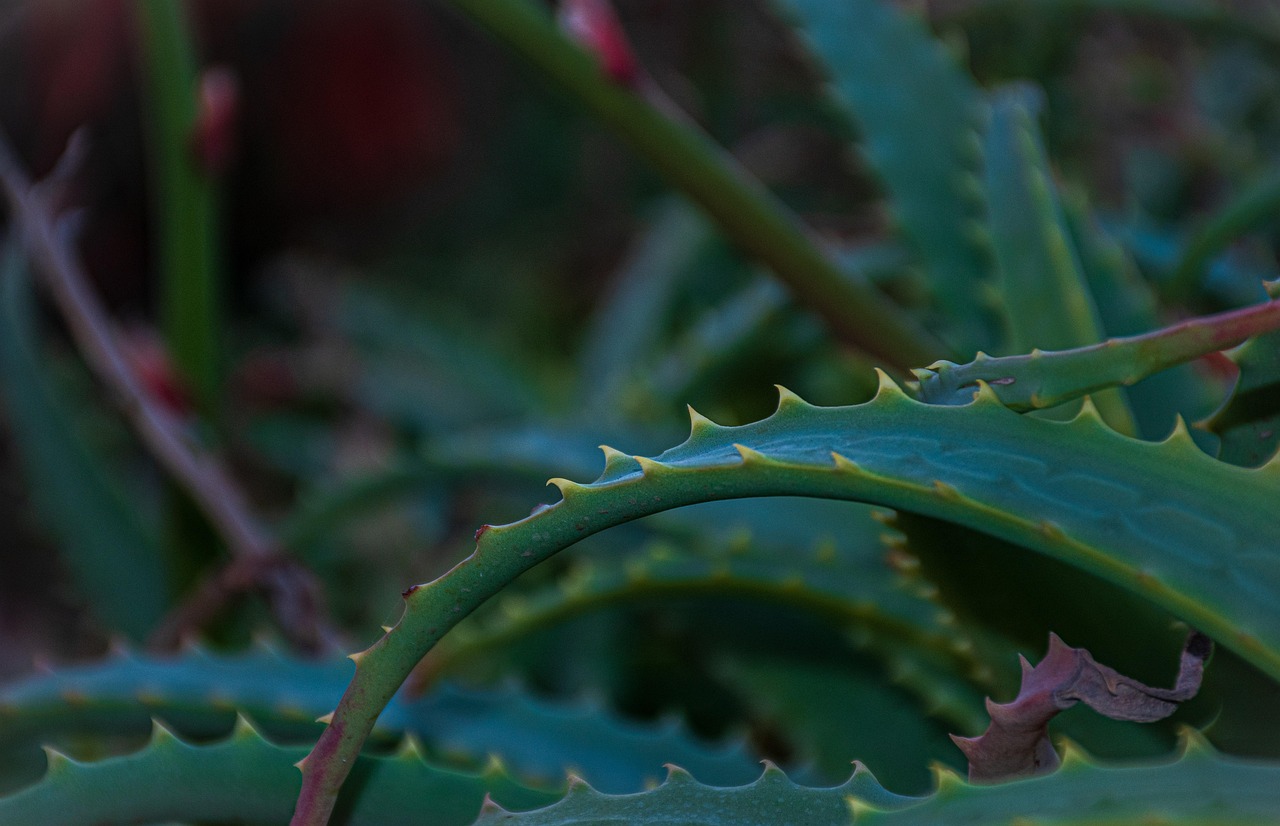200+ Free Aloe Vera Plant Pictures and Images - Pixabay