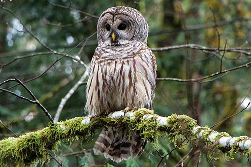 40+ Free Barred Owl & Owl Images - Pixabay