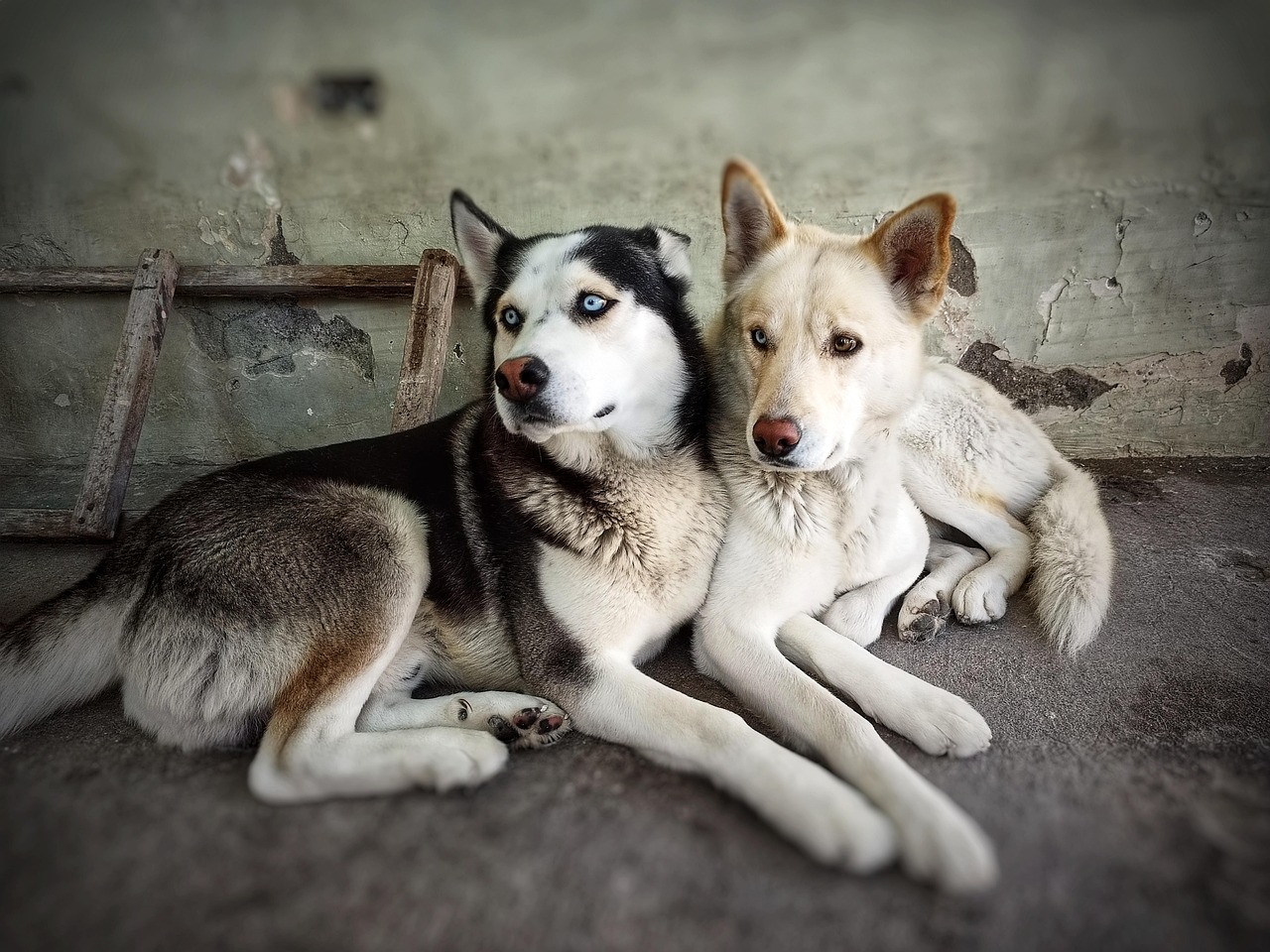 Dog Dogs Animals Brothers And - Free photo on Pixabay - Pixabay
