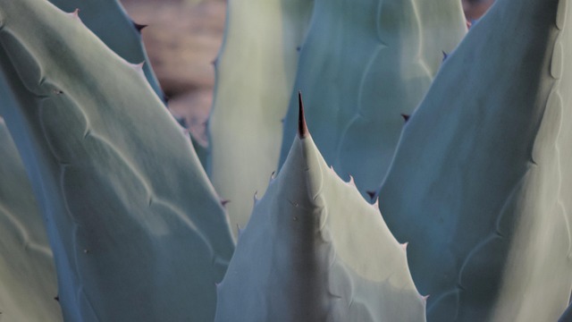 Maguey Penca Espinas - Foto gratis en Pixabay