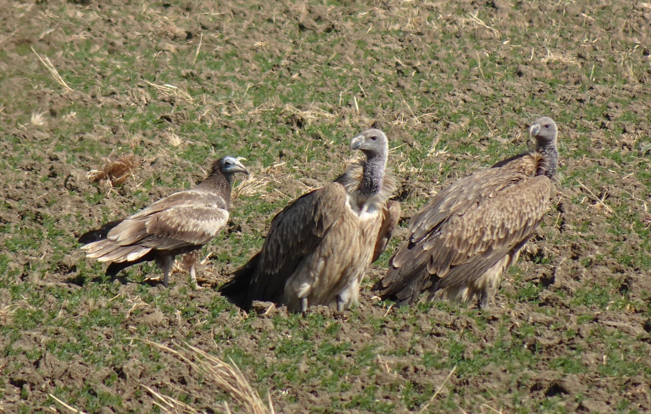Vulture Bird White-Rumped - Free photo on Pixabay - Pixabay