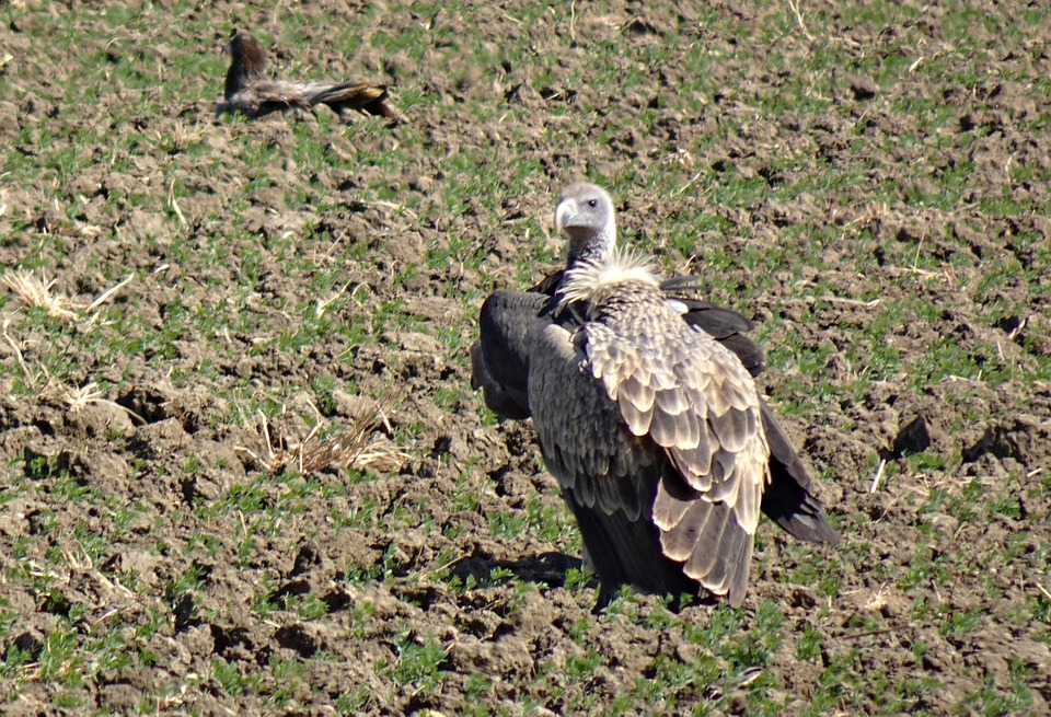 Vautour Oiseau Charognard - Photo gratuite sur Pixabay