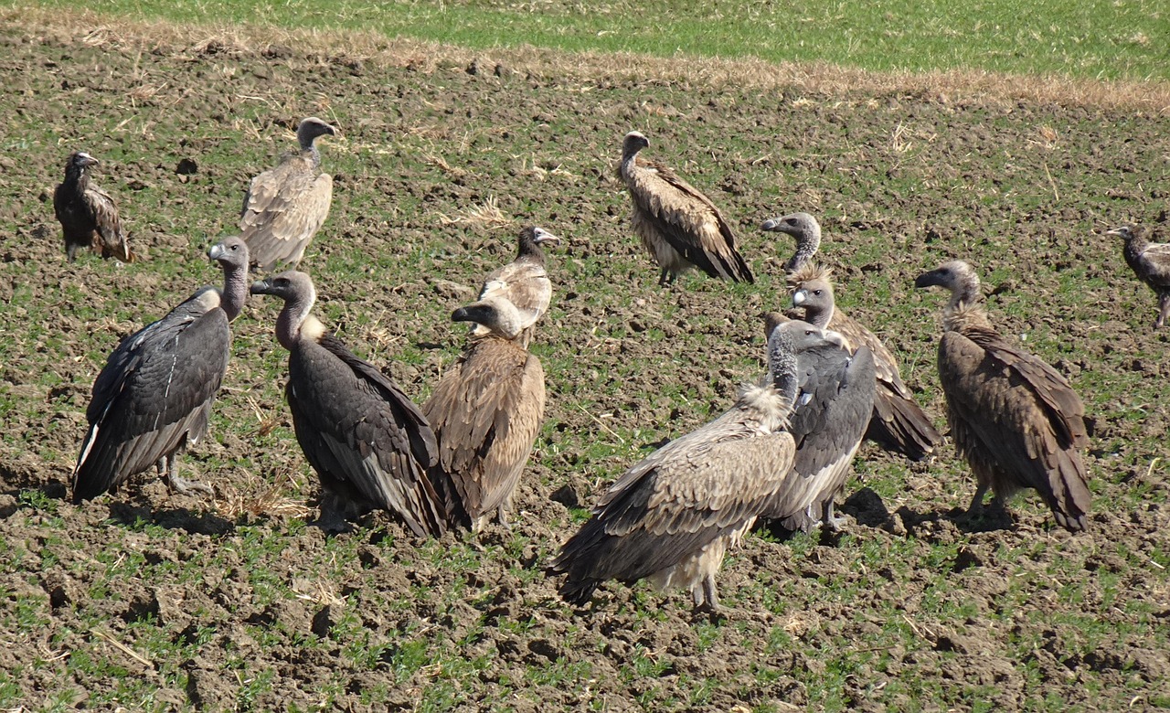 Vulture Bird White-Rumped - Free photo on Pixabay - Pixabay